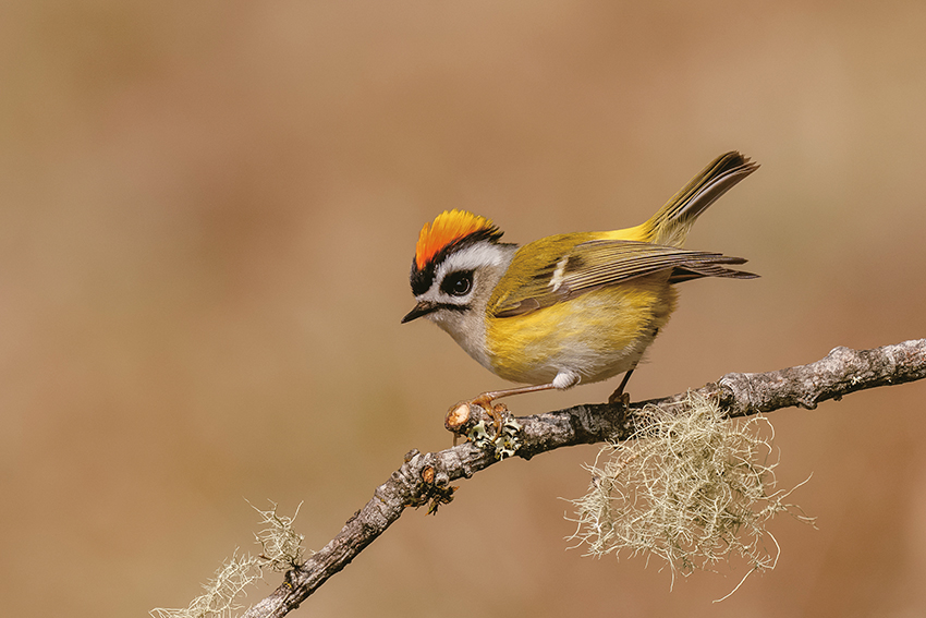 Taiwan Firecrest