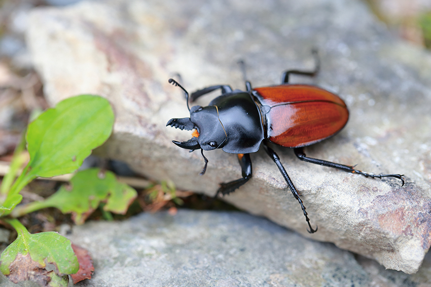 Swinhoe's Stag Beetle