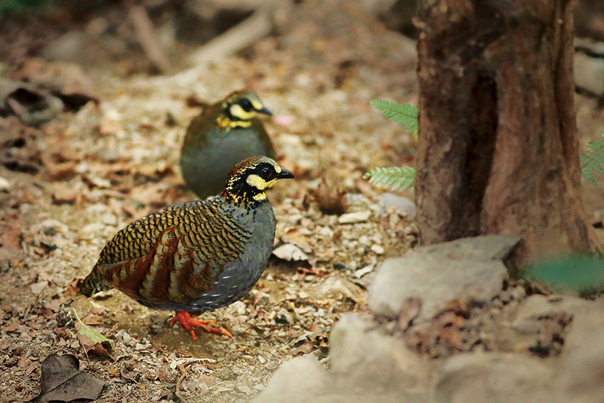 Taiwan Partridge