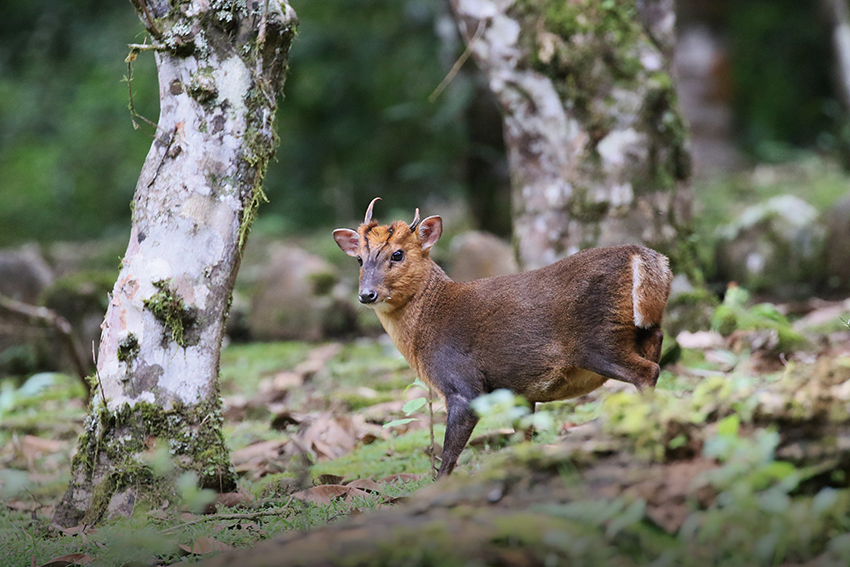 Formosan Reeves's Muntjac