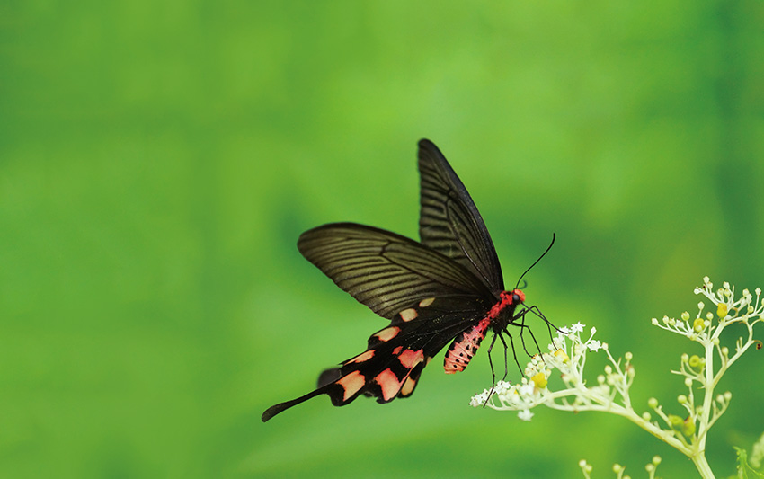 盛裝起舞花叢間 長尾麝鳳蝶