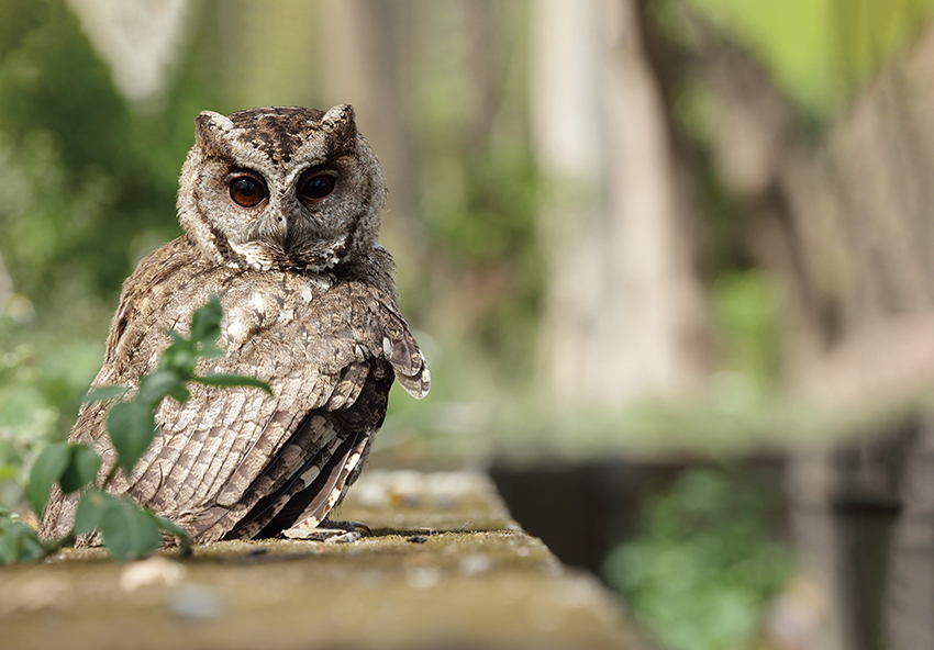 Collared Scops-Owl