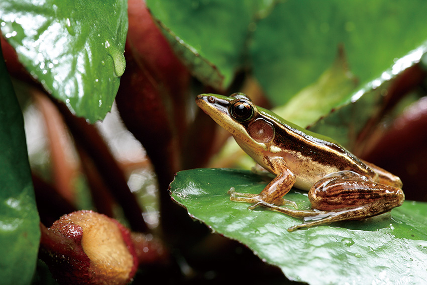 Taipei Grass Frog