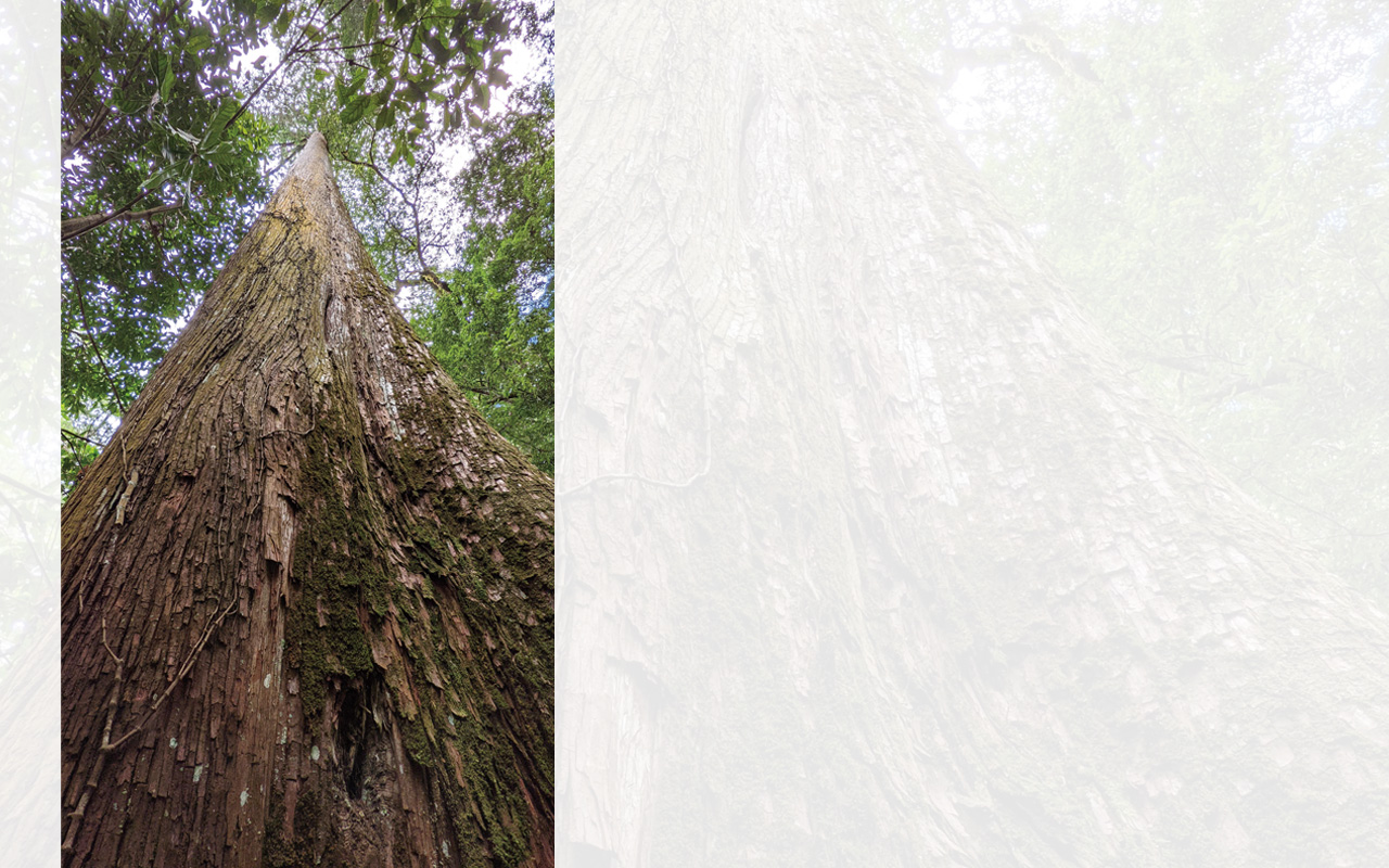 The Tallest Tree in Taiwan: the Heaven Sword of Daan River