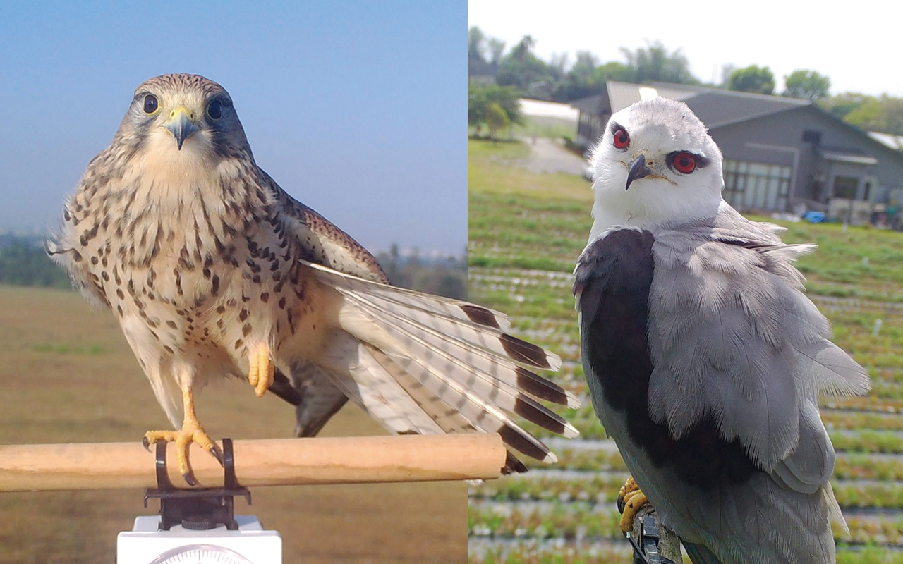 A Raptor That Might Steal Your Heart