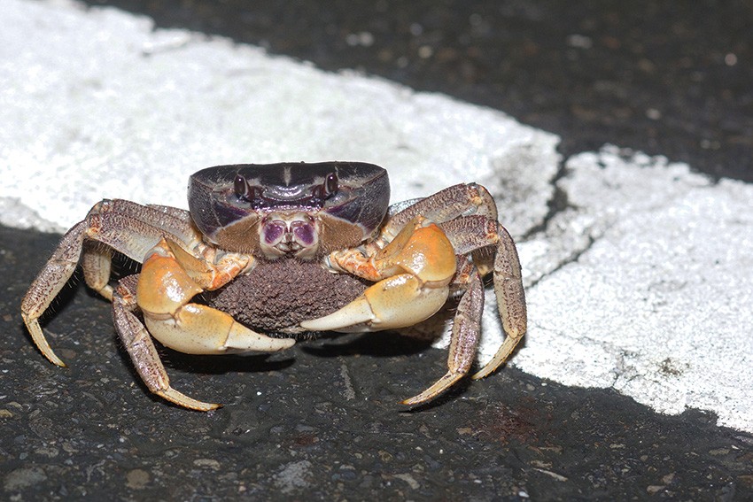 Watch it! Land Crabs Passing Through!